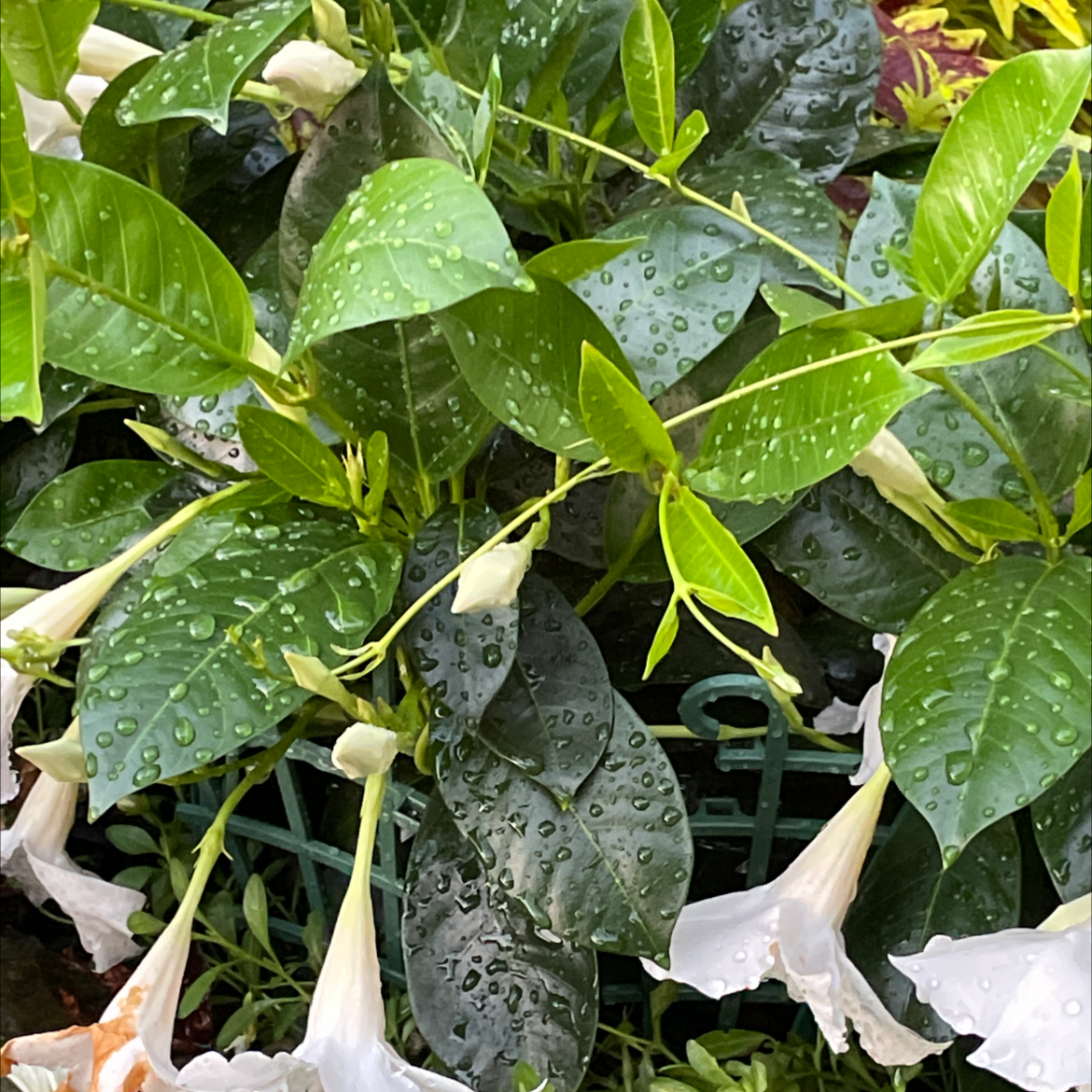 Brown Spots On Brazil's White Angel Trumpet Leaves