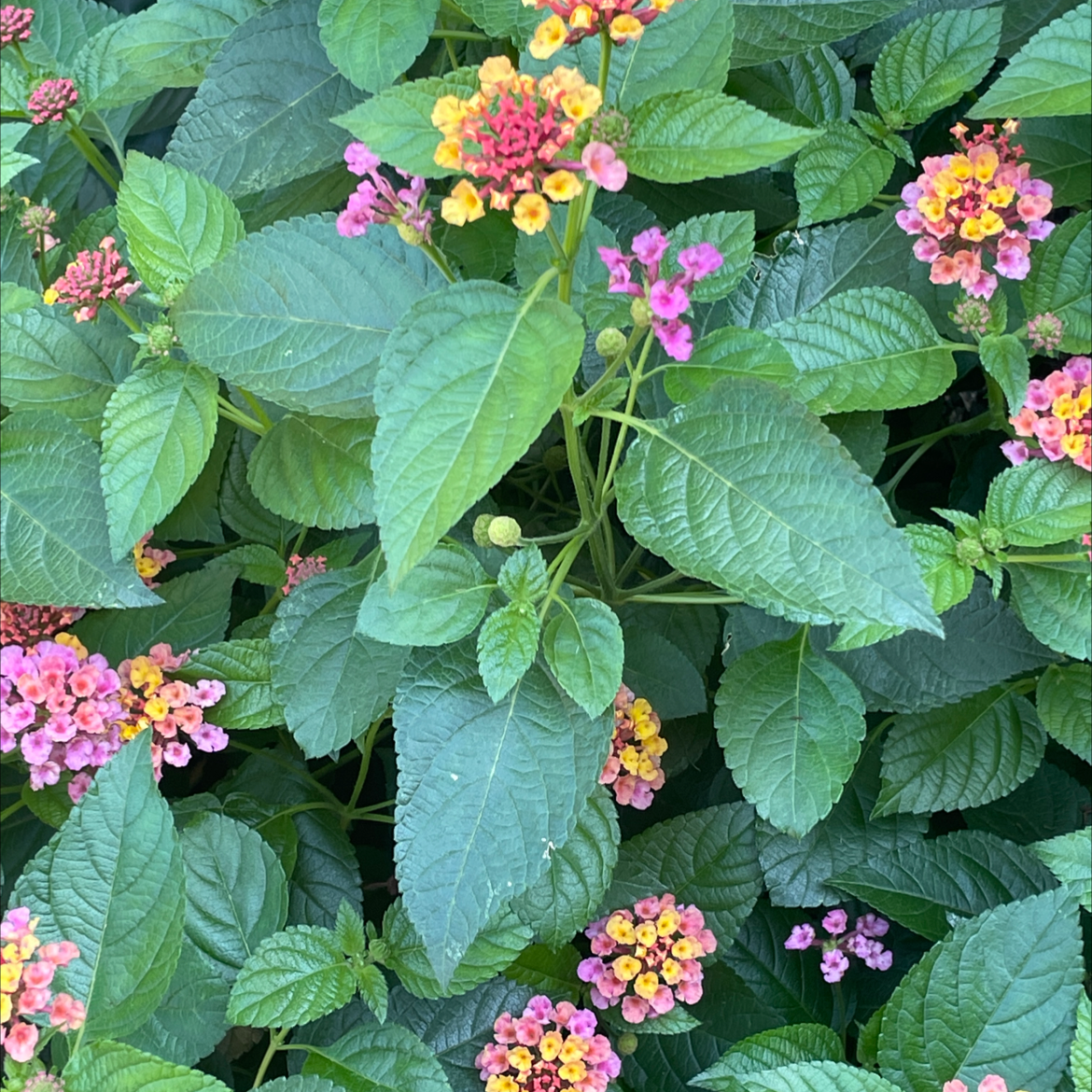 Propagating Lantana: Step-by-Step Guide