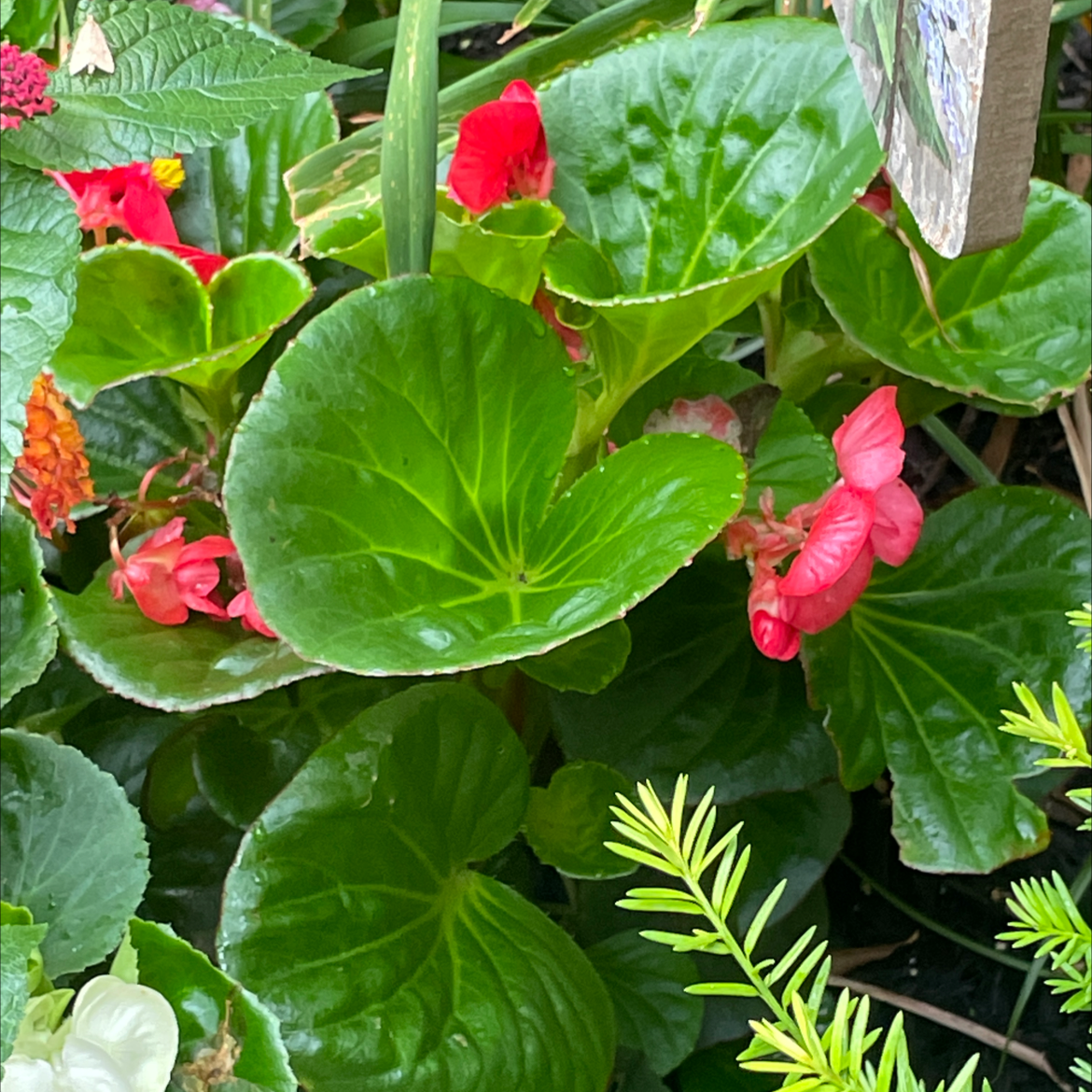 Black Spots on My Begonia cucullata Leaves