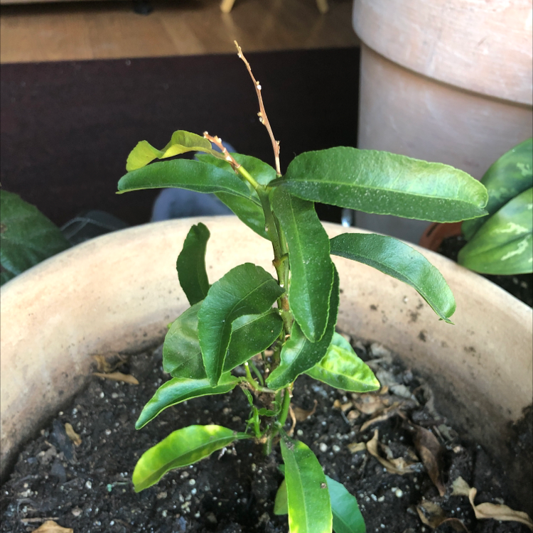 🤒 Why Are There Brown Spots on My Mandarin orange?