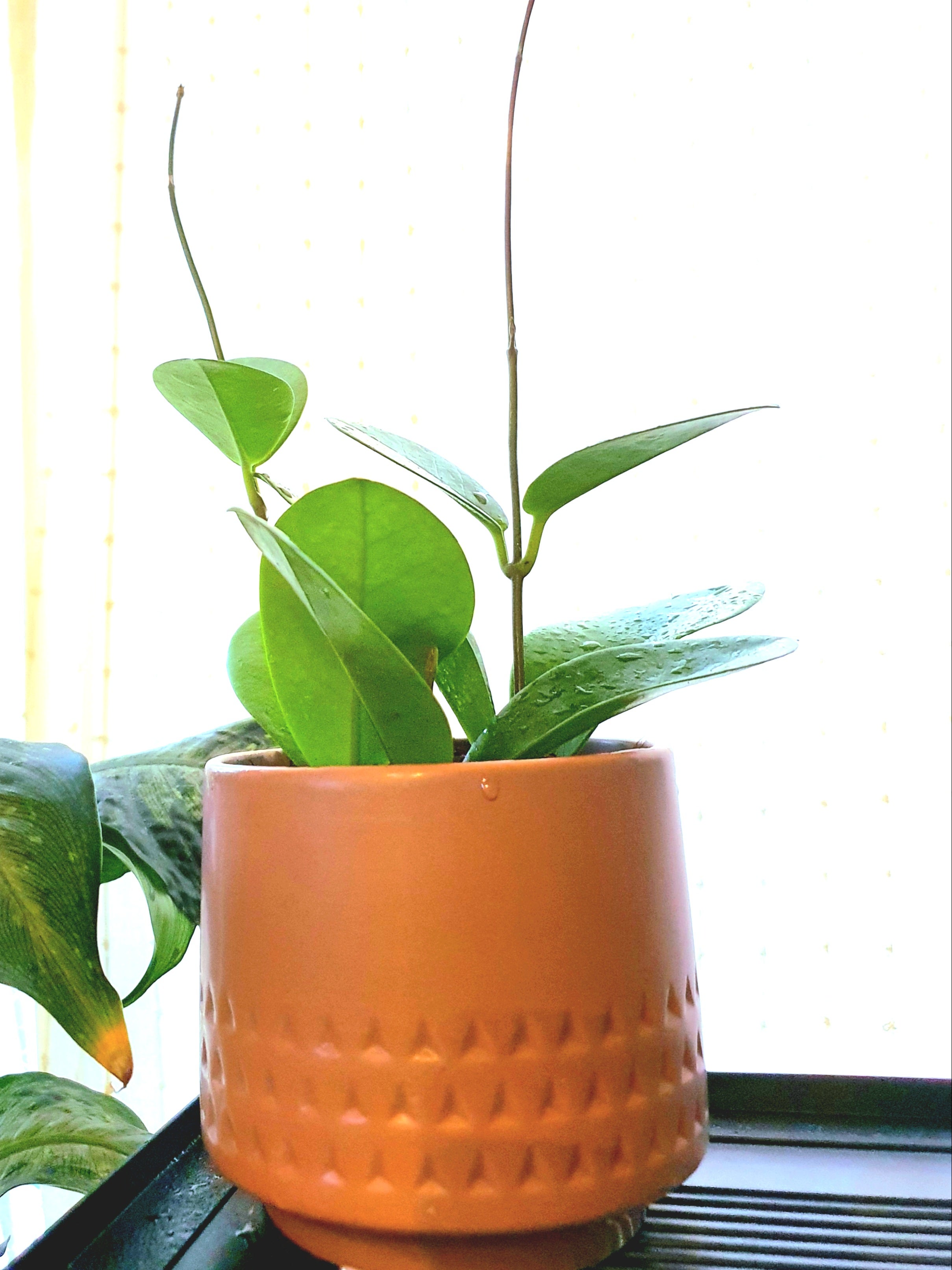 💧 How Much Humidity Does My Hoya australis 'Bordvare' Need?