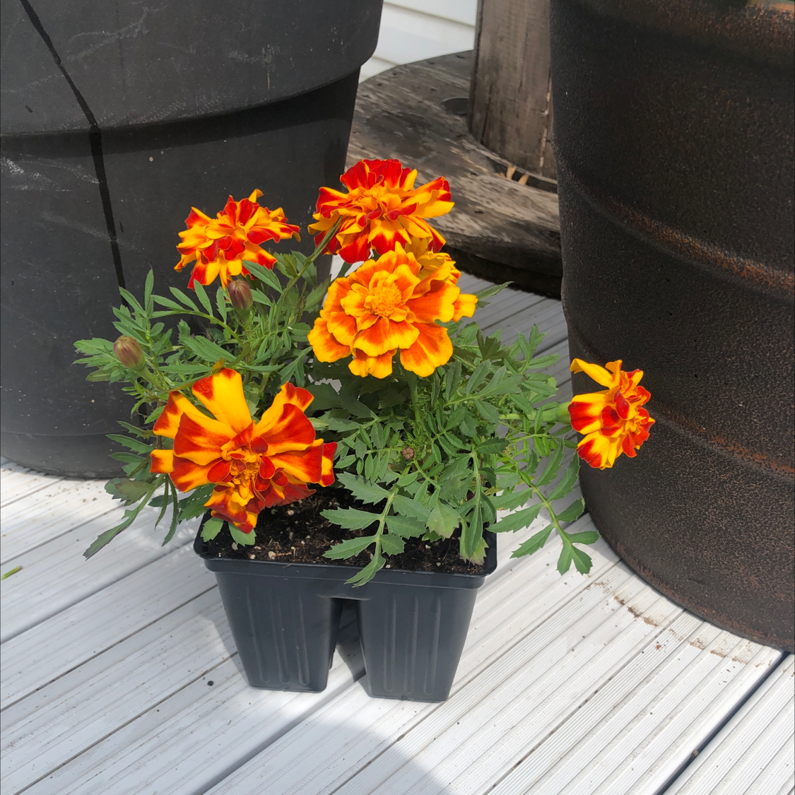 10 Advantages of Having a Marigold