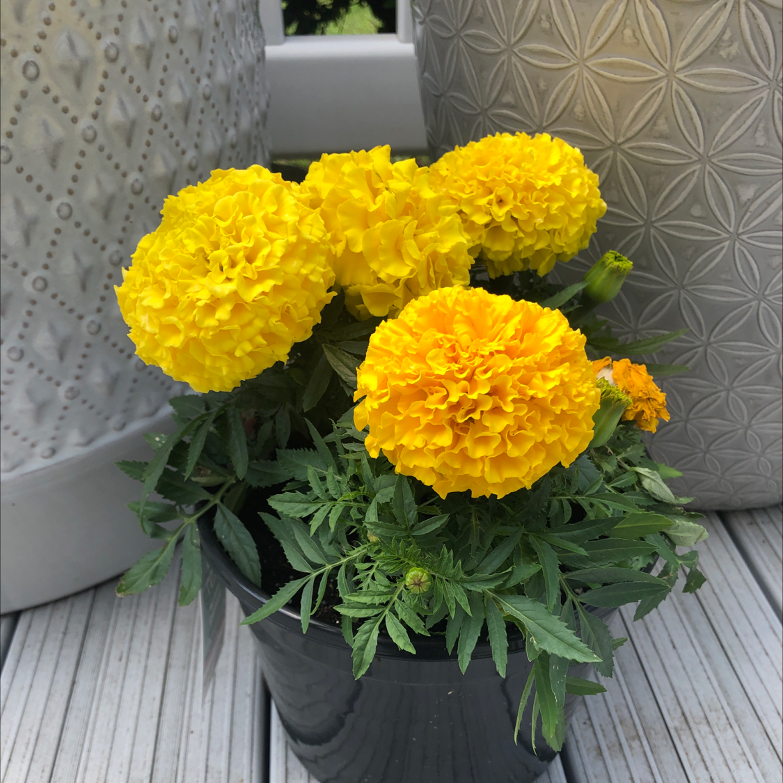 💧 Why Are My Marigold Leaves Droopy?