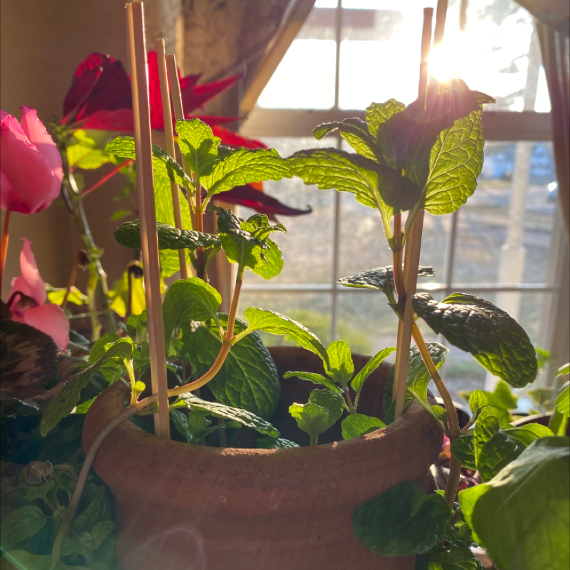 What Is A Good Temperature Range For My Sweet Mint?
