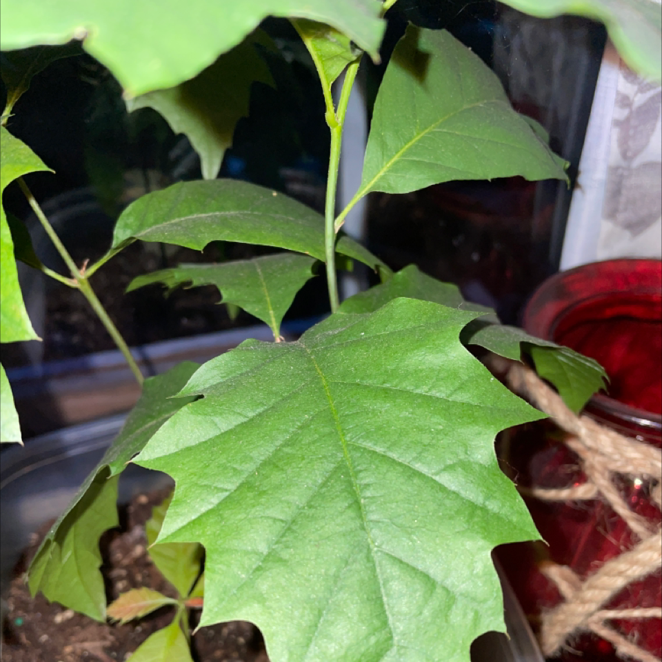 How Much Sunlight For Your Northern Red Oak