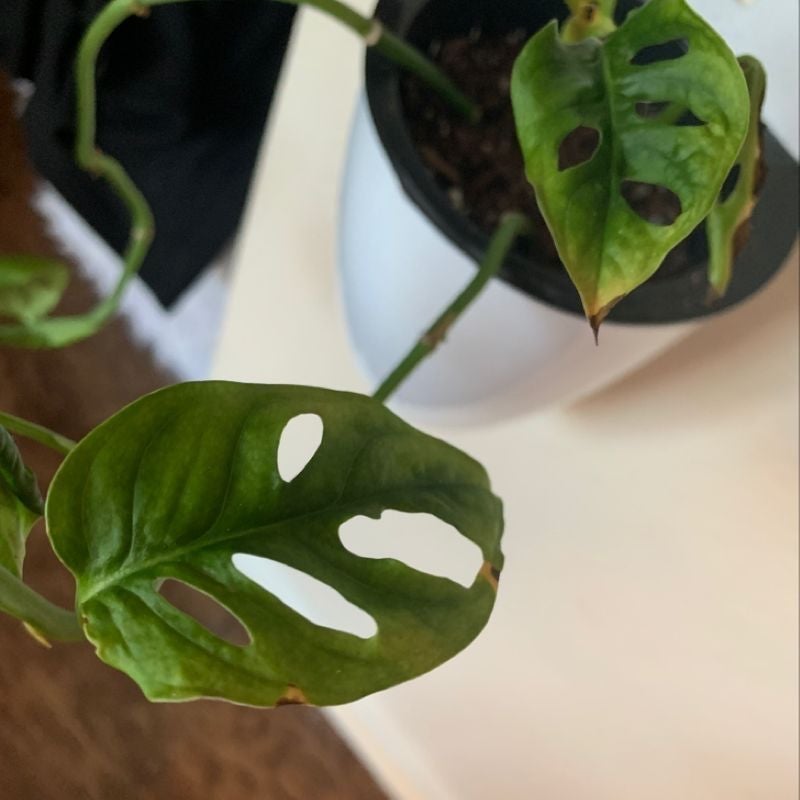 The Complete Hawthoria attenuata Concor Plant Care Guide: Water, Light ...