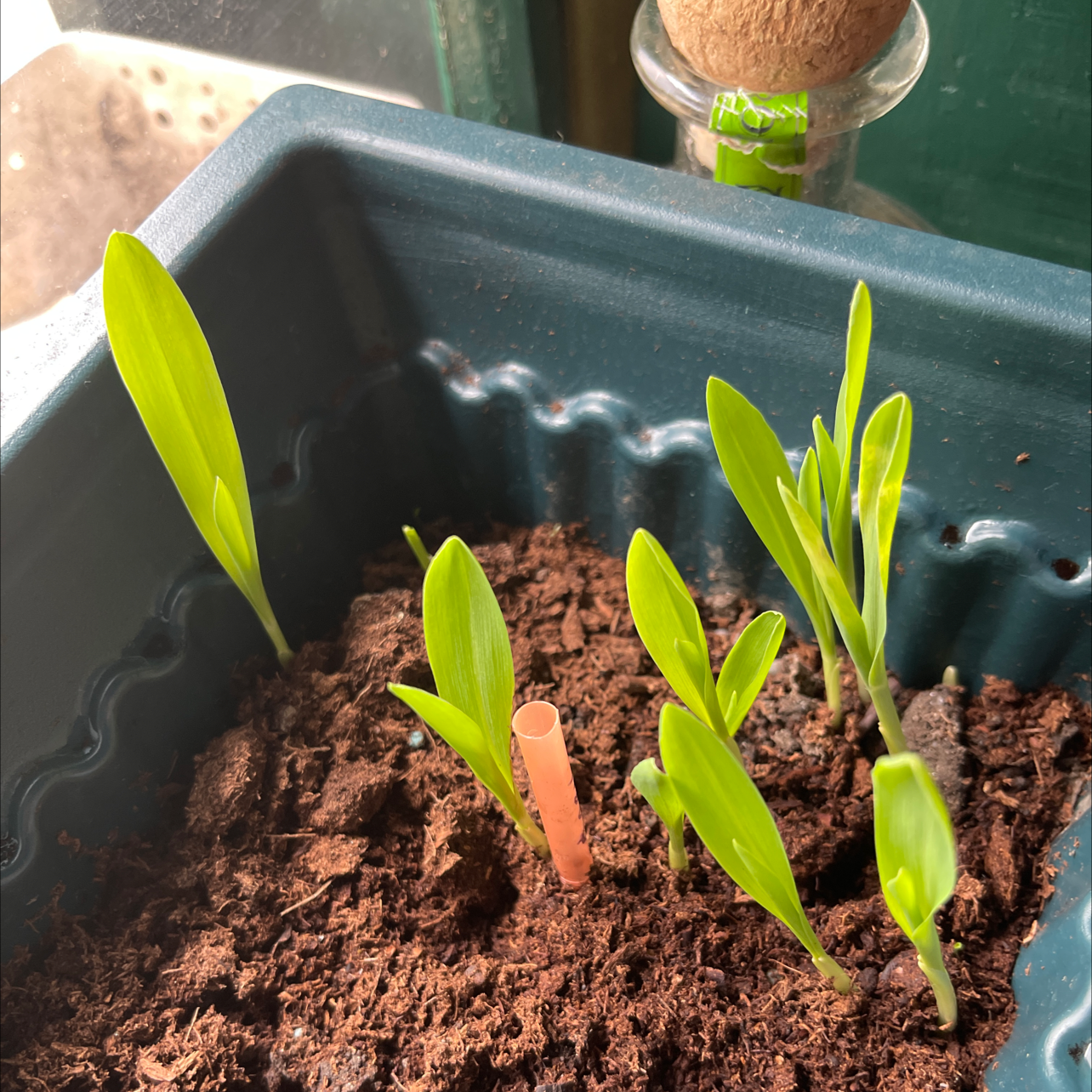 Corn Fertilizer: How and When to Use It