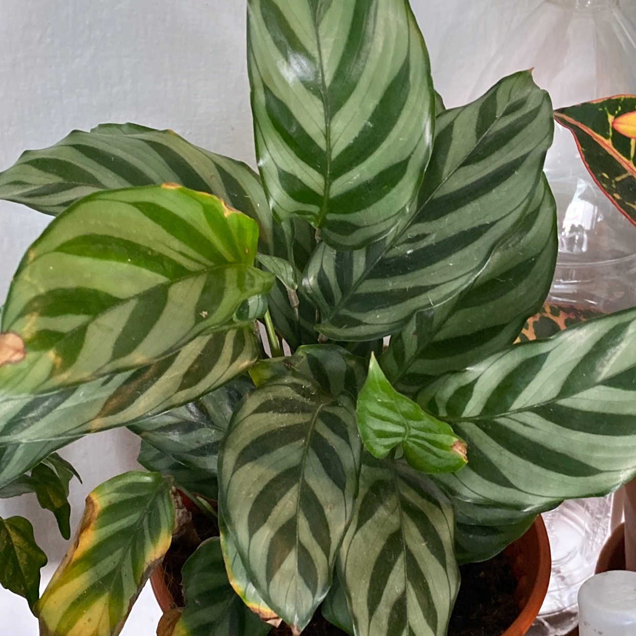 🐞 What Are The Bugs on My Fishbone Prayer Plant?