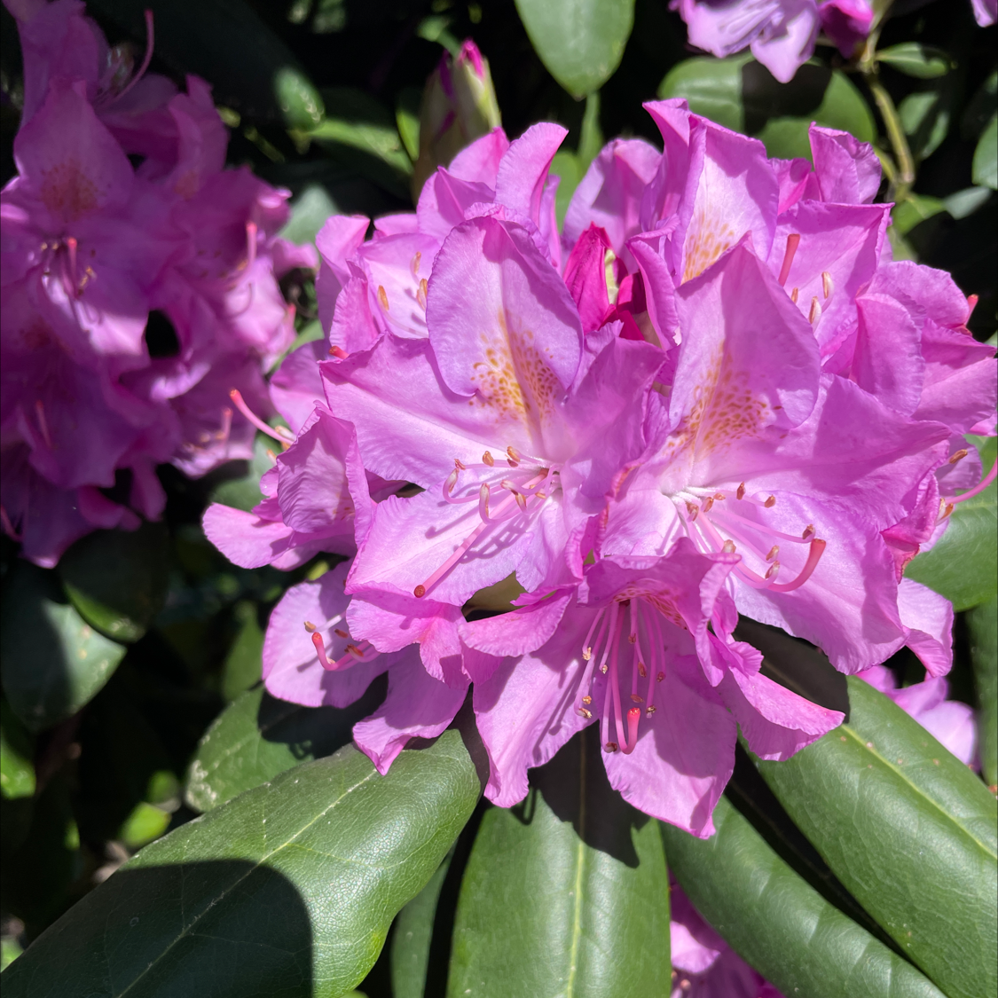🌡 What Is A Good Temperature Range For My Common Rhododendron?
