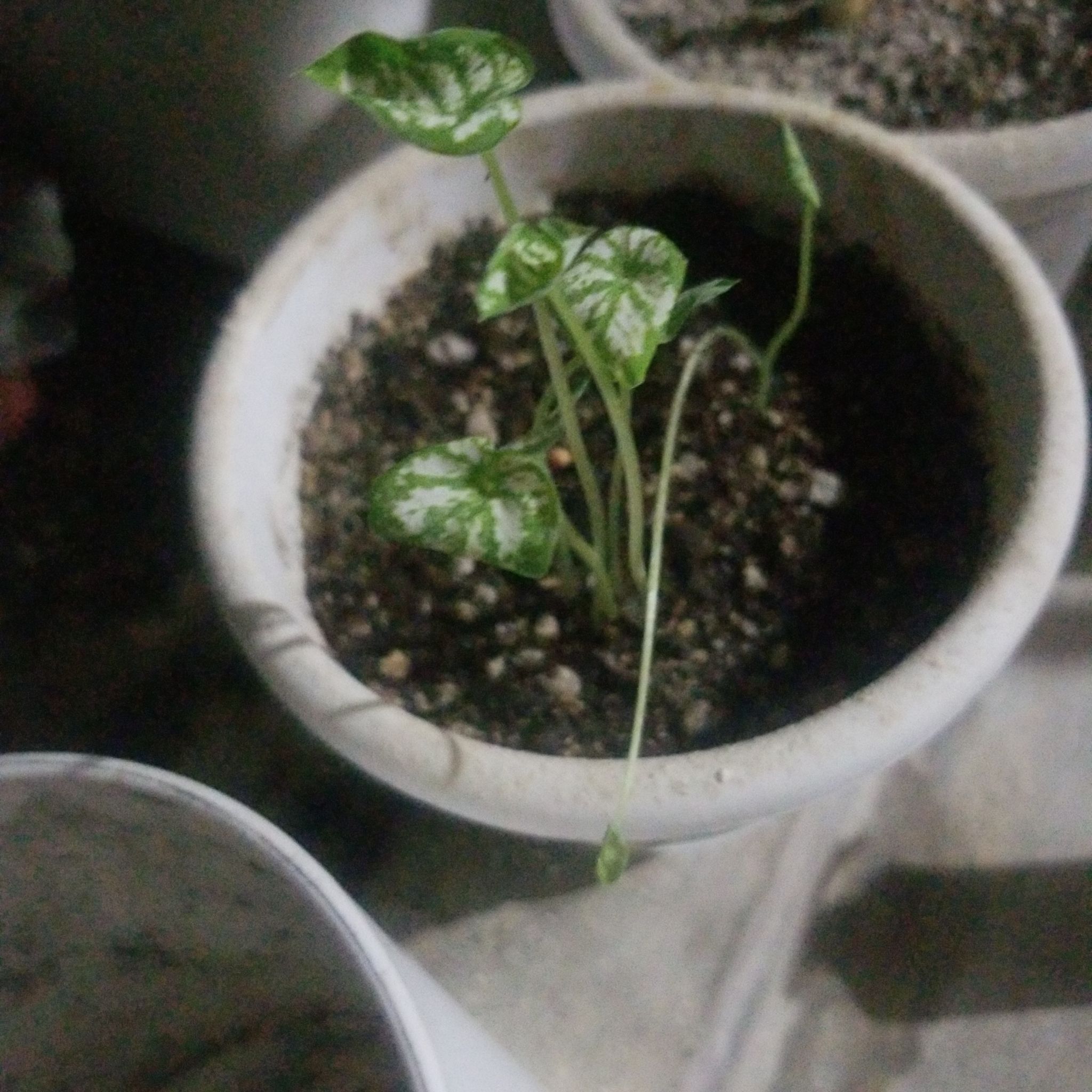 Droopy the dwarf caladium white xmas | A plant by @DollDevilsclub on Greg