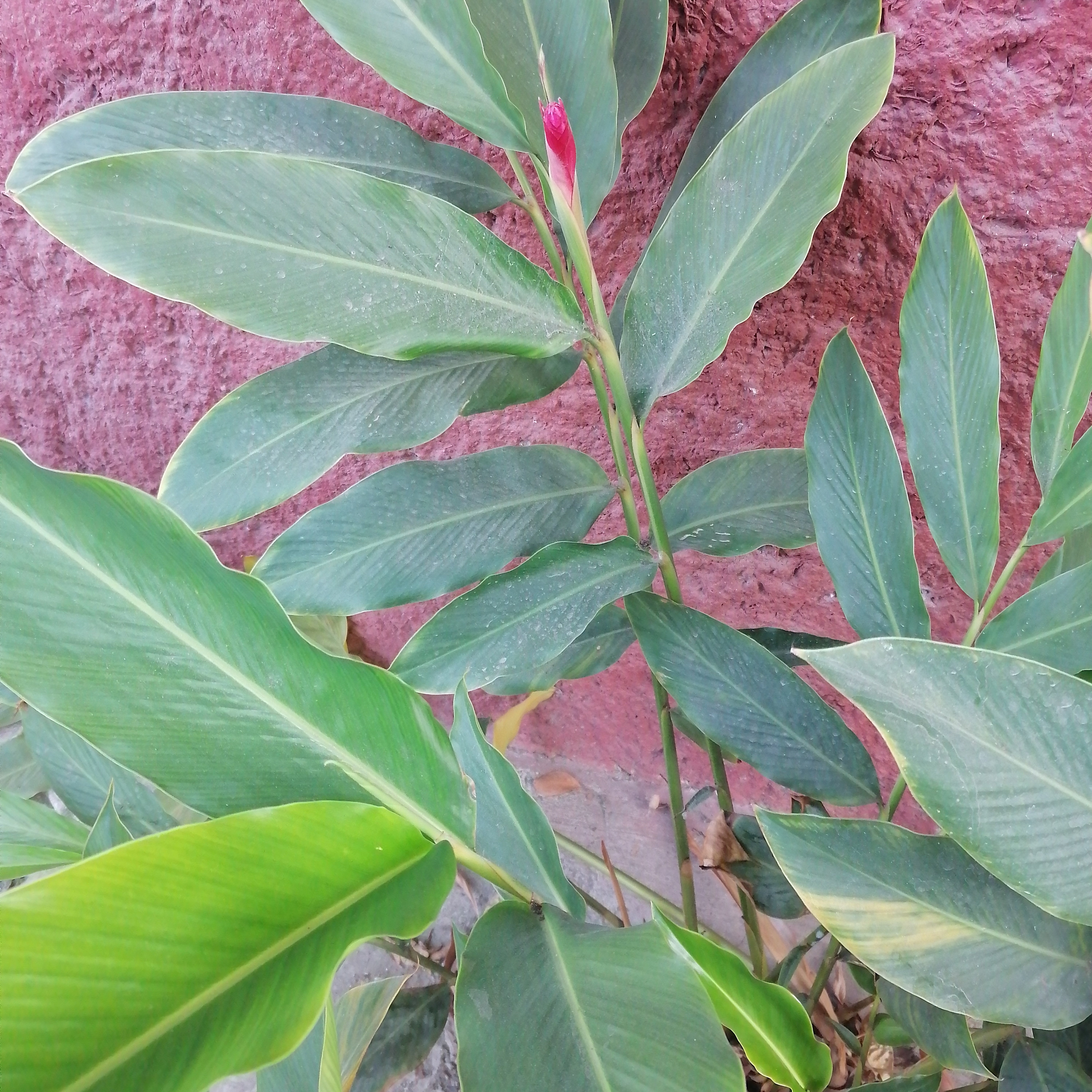 💧 Why Are My Red Ginger Leaves Droopy?