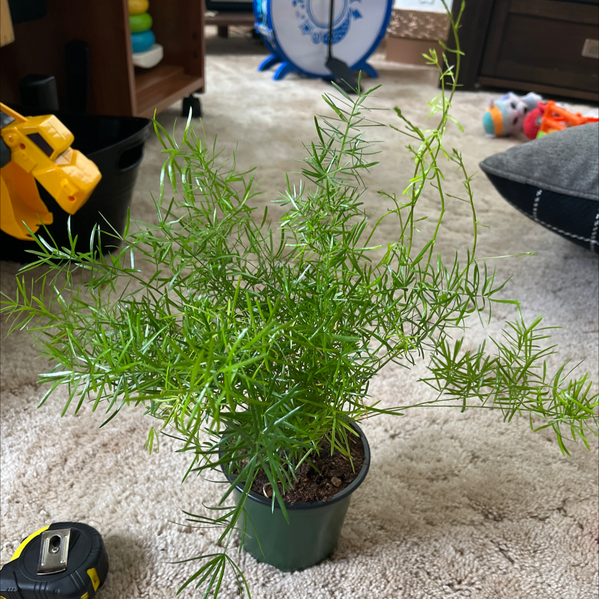 Why Are My Ming Fern Leaves Droopy?