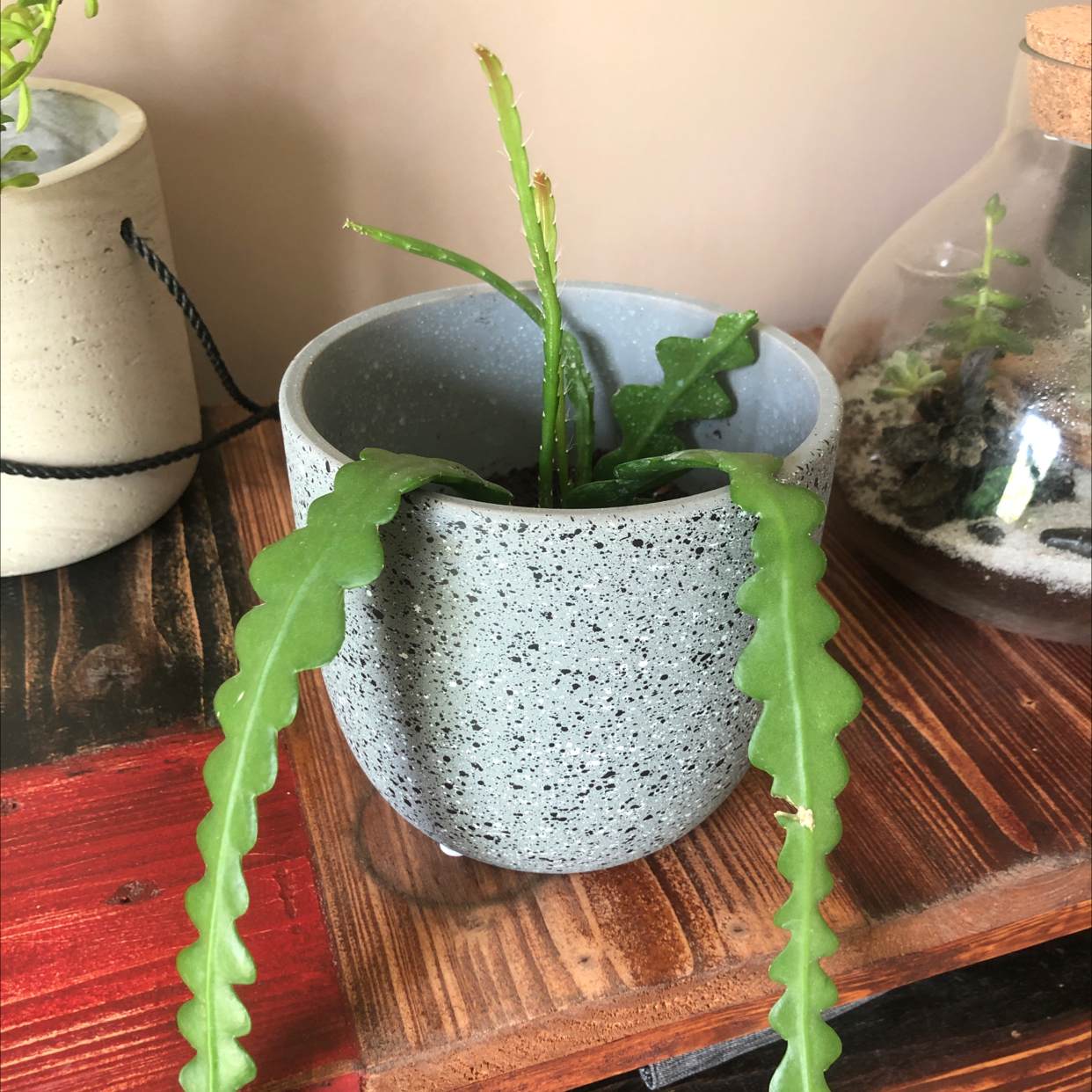 🐟 How And When Should I Cut Back My Fishbone Cactus?