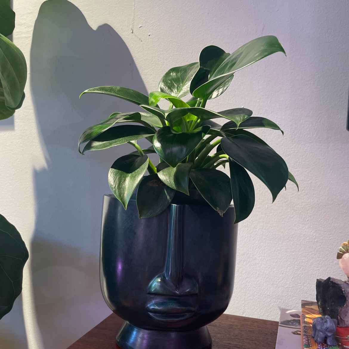 Black Spots on My Philodendron 'Green Princess' Leaves