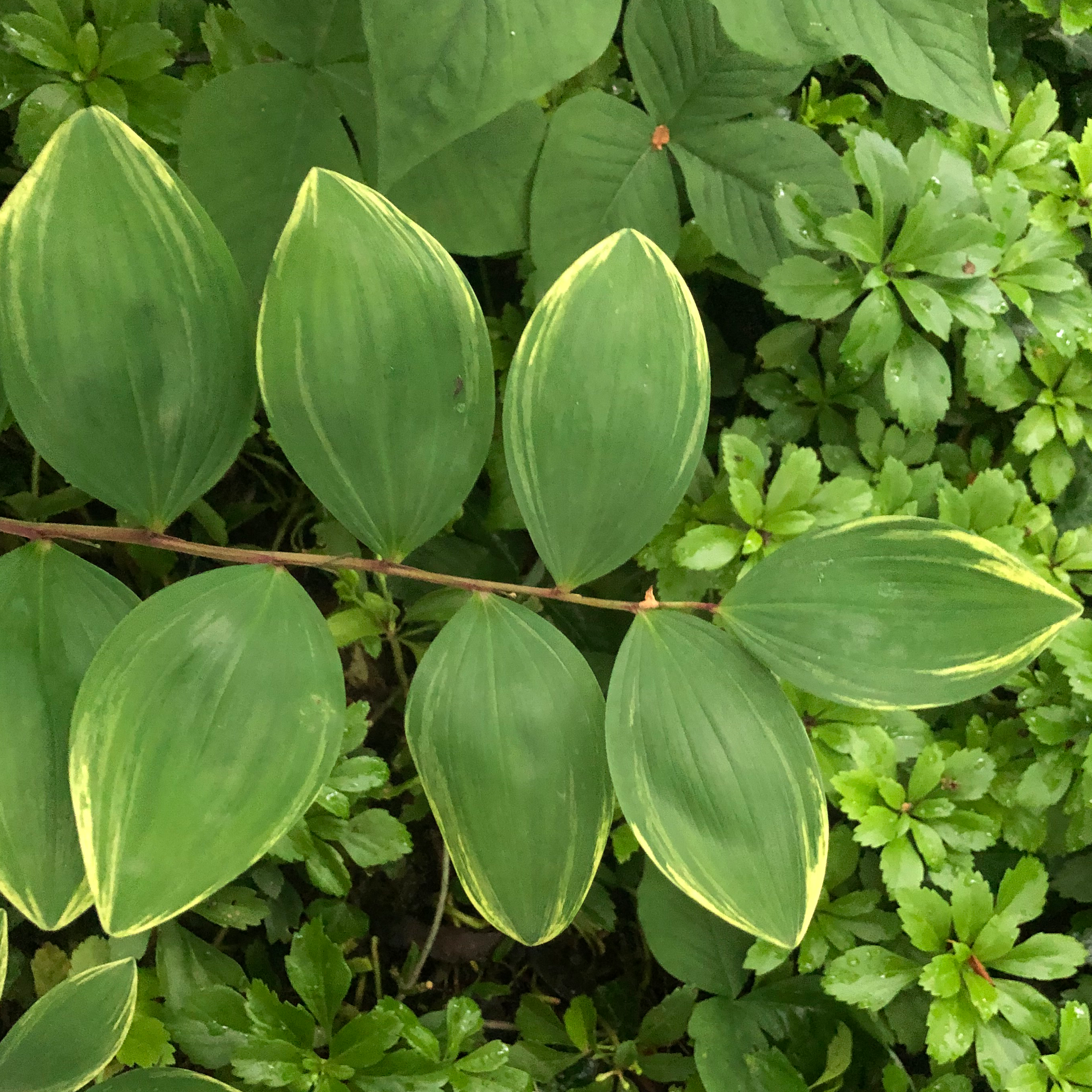 🐛 What To Do About Bugs on My Angular Solomon's Seal?