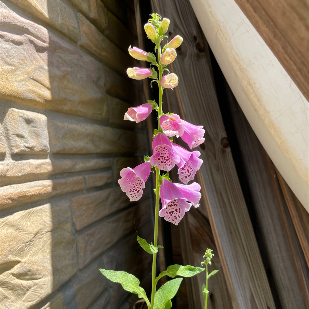 How Much Humidity Does My Common Foxglove Need?