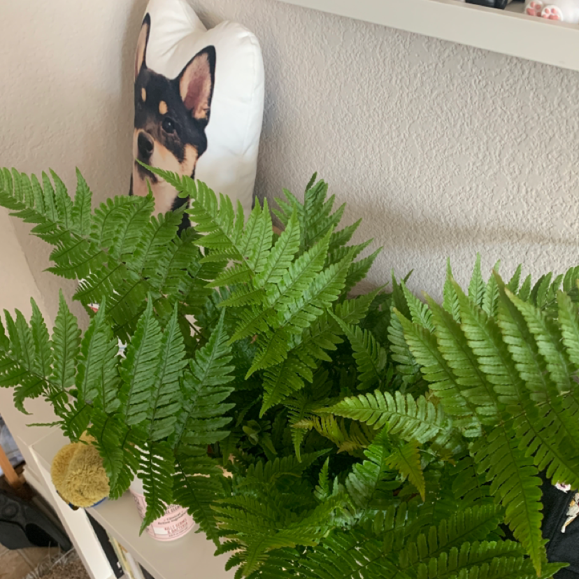 What Does It Mean When Male Fern Blooms?