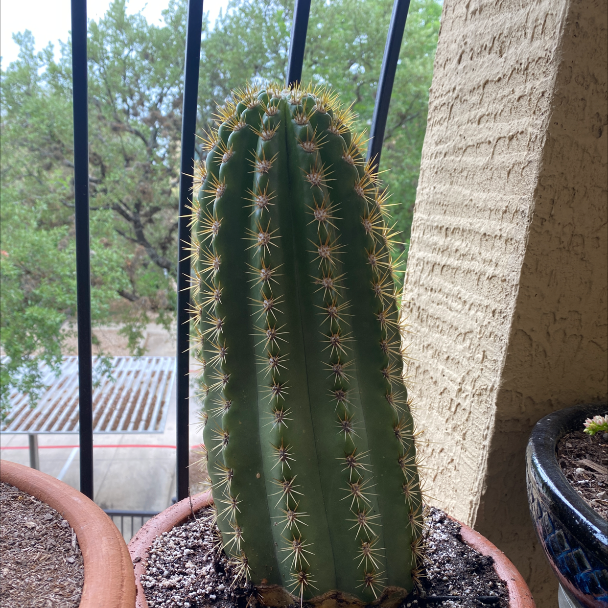 🌞 How Do I Cure Sun Goddess Barrel Cactus Root Rot?