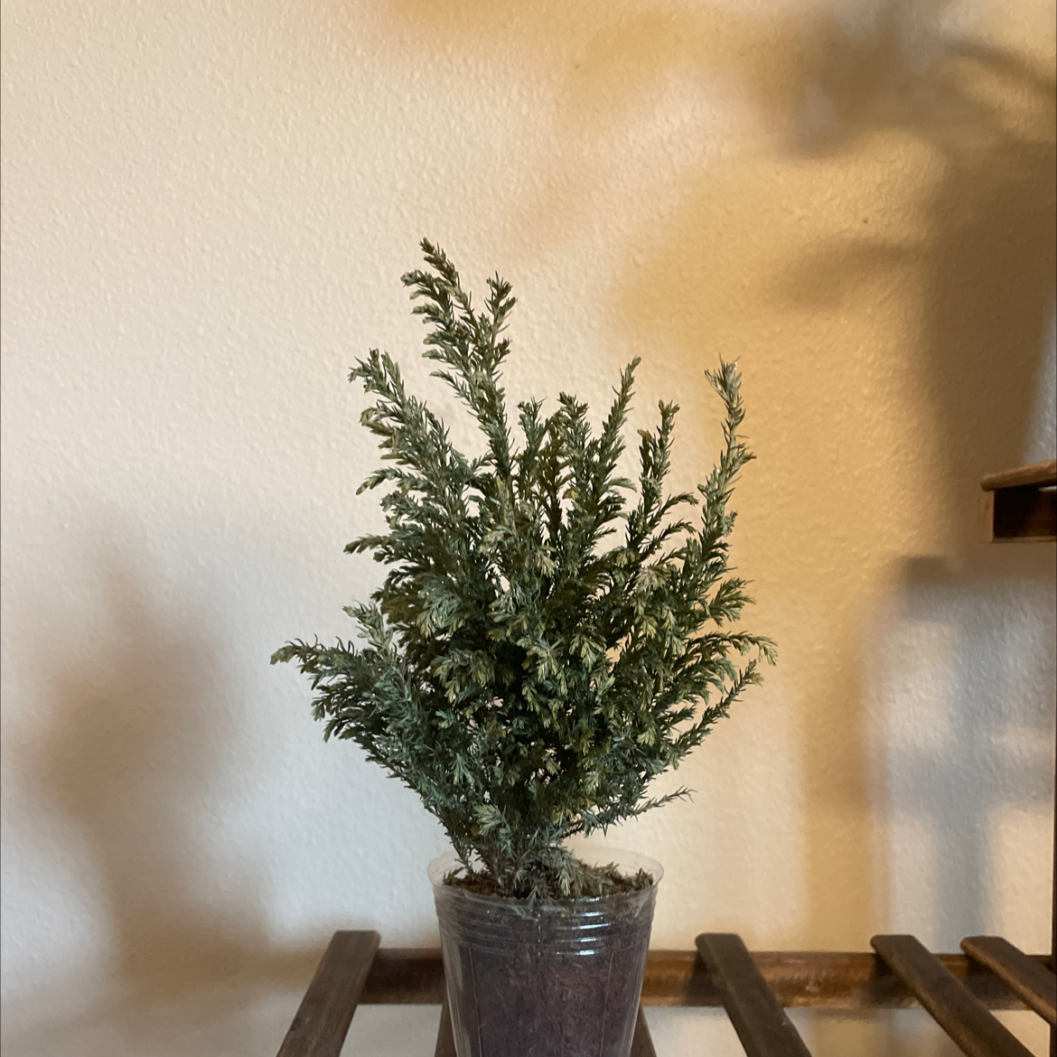 Propagating Lawson Cypress: The Ultimate Guide