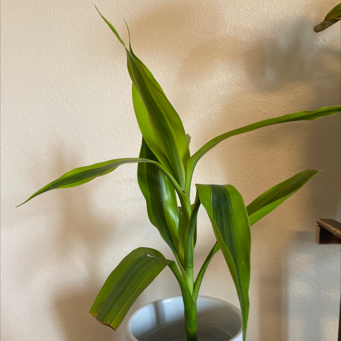 Cornelius | A plant by @Dioselin02 on Greg