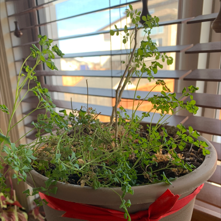 Why Are My Common Rue Leaves Curling?