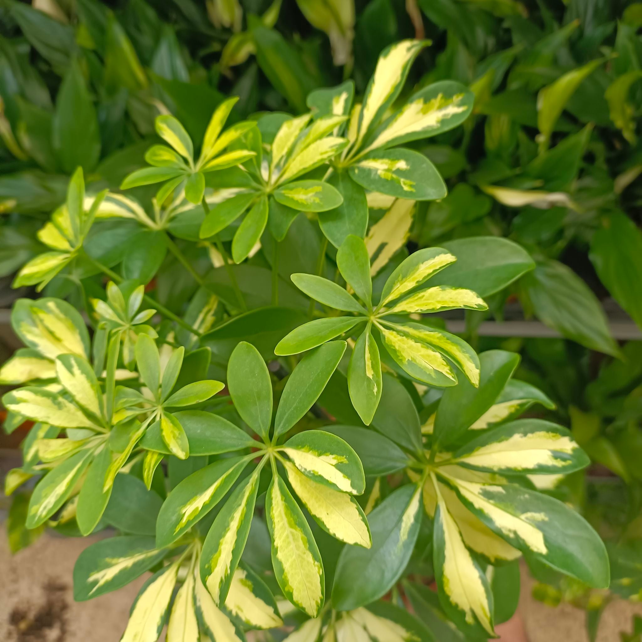 Octa A | A plant by @sirokad on Greg