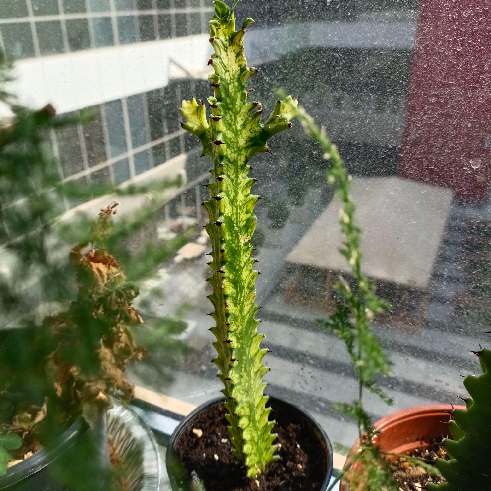 Personalized White Ghost Cactus Care: Water, Light, Nutrients | Greg App