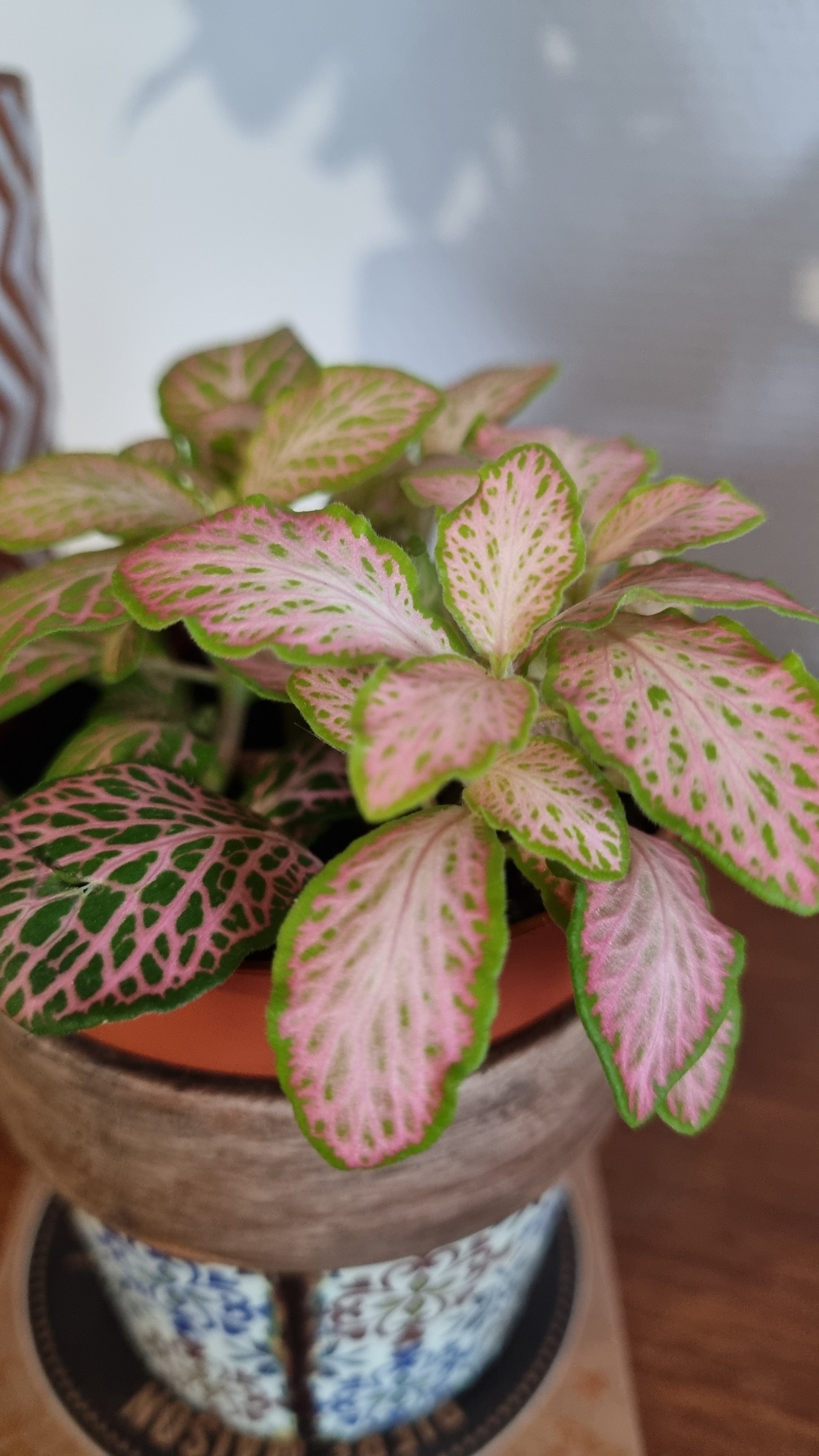 Common Pink Wave Nerve Plant Problems