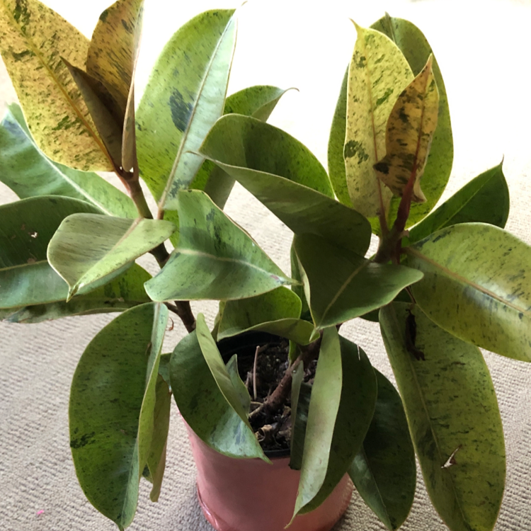 Black Spots on My Ficus elastica 'Shivereana' Leaves