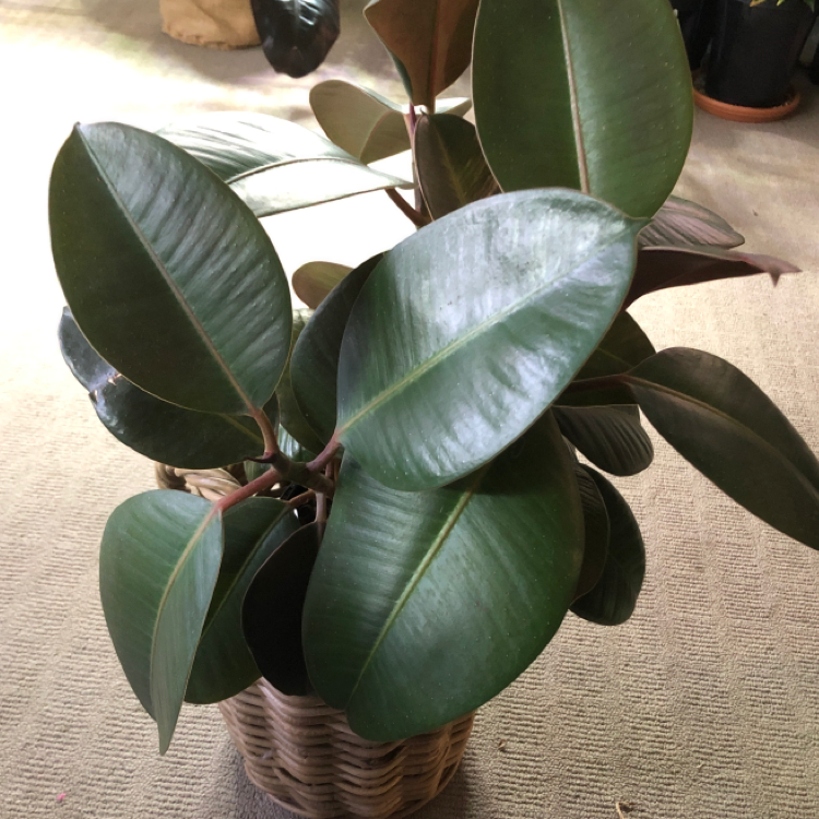 What Temperature Does My Ficus Robusta Need?