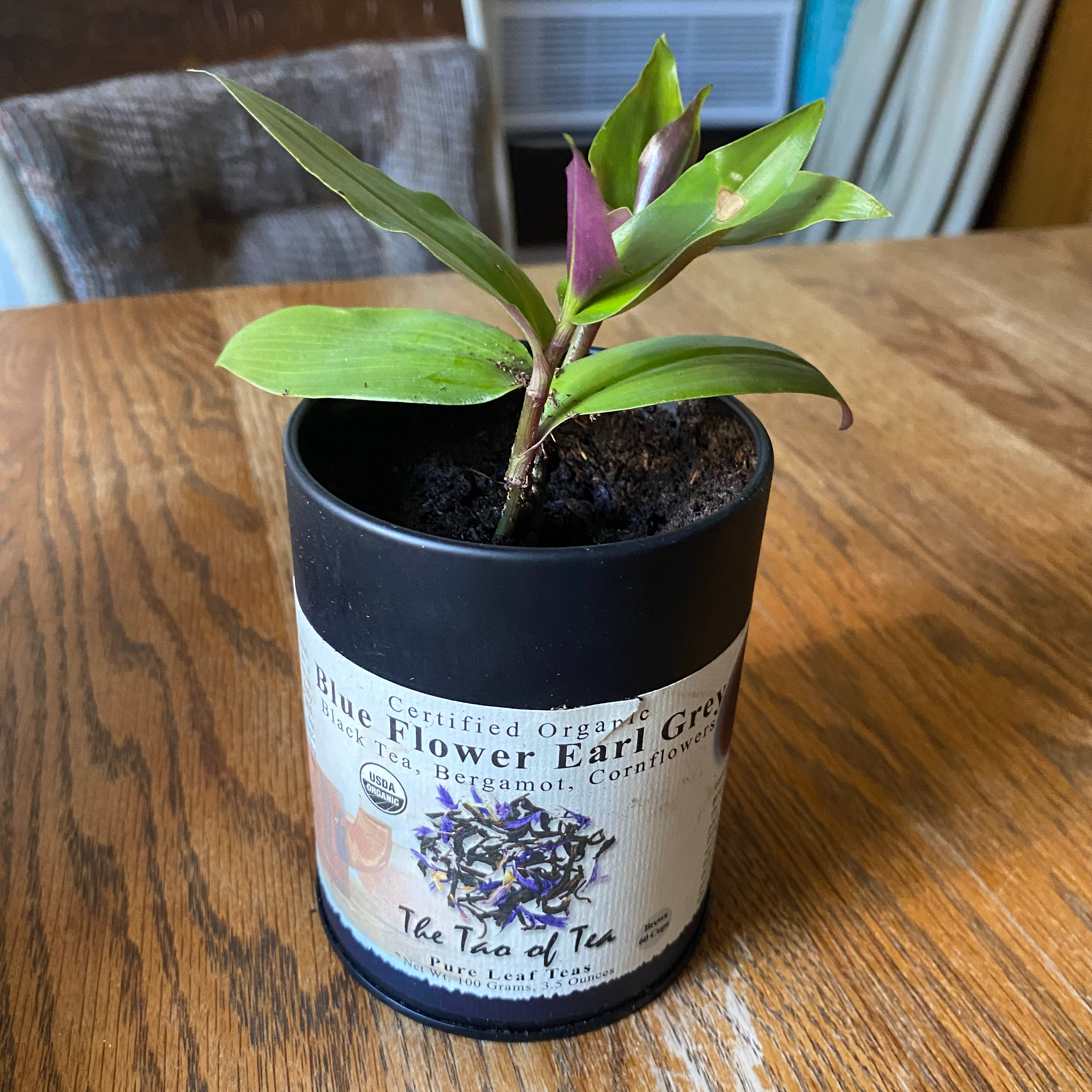 Propagating Tradescantia Blushing Bride: The Ultimate Guide