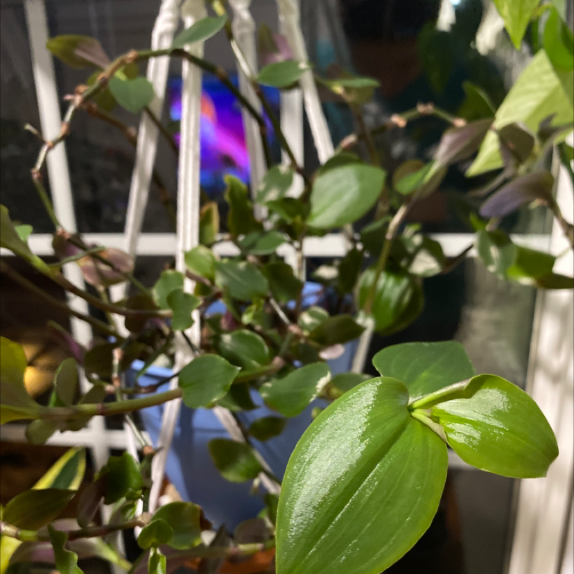 💧 Why Are My Tradescantia Blushing Bride Leaves Mushy?