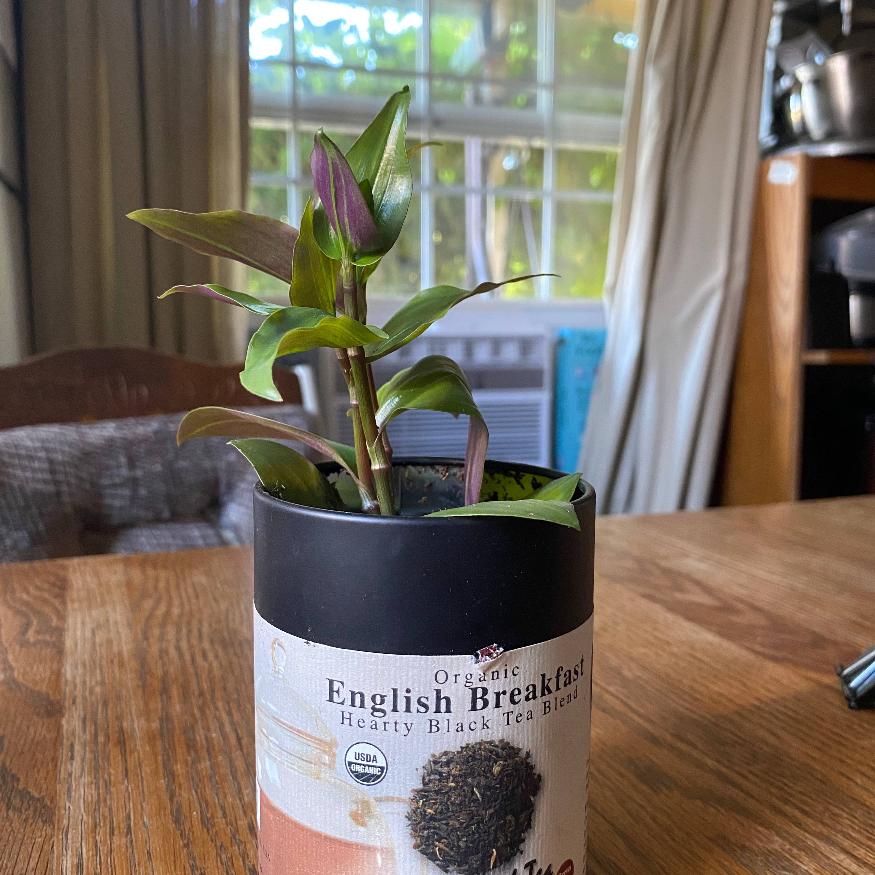 Propagating Tradescantia Blushing Bride: The Ultimate Guide