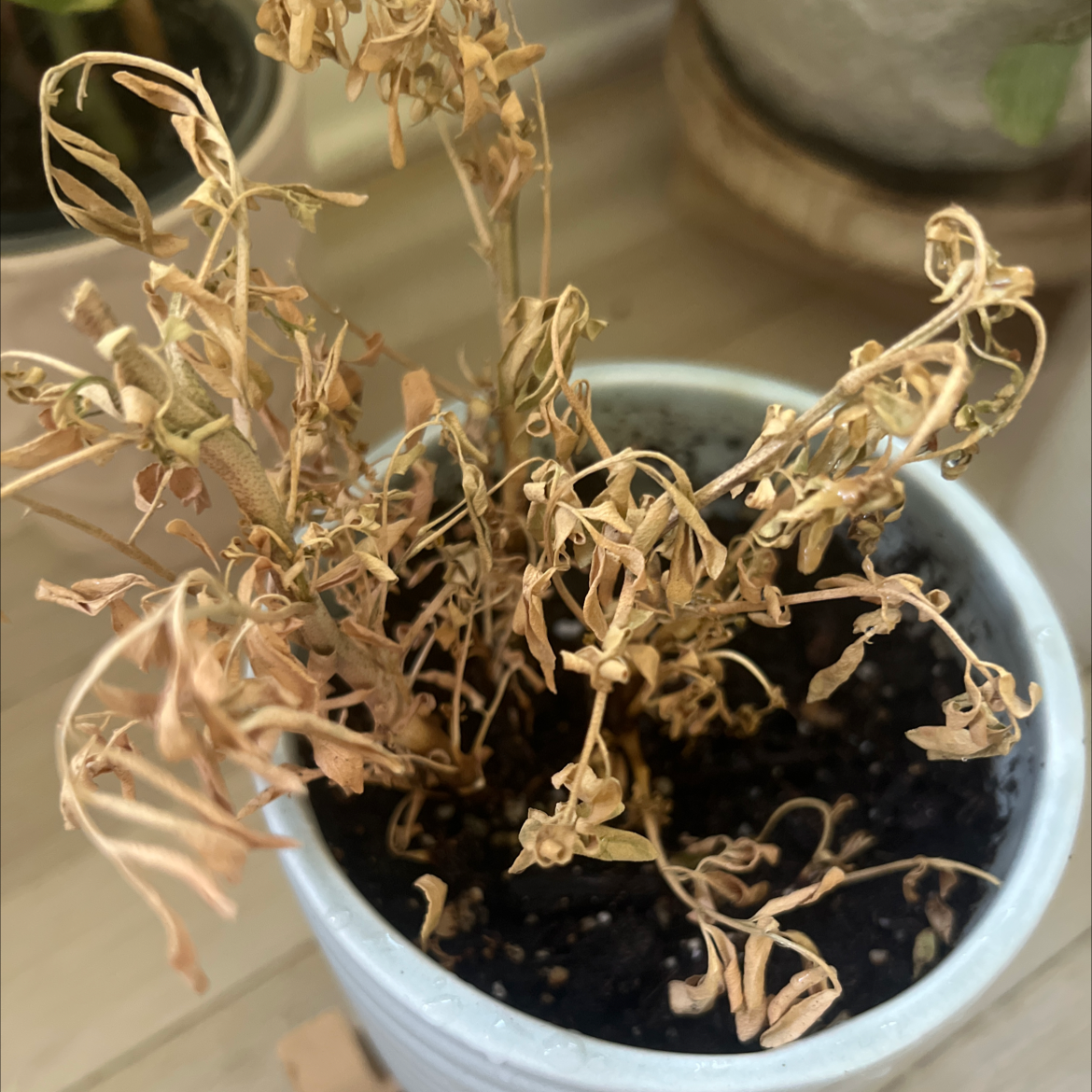 Why Are My Common Rue Leaves Mushy?