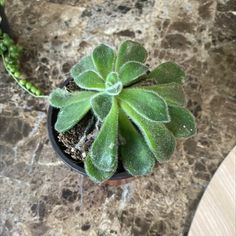 🎆 Mexican Firecracker Fertilizer: How and When to Use It