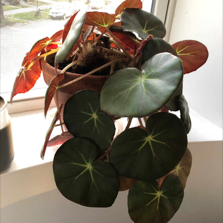 What Temperature Does My Clubed Begonia Need?
