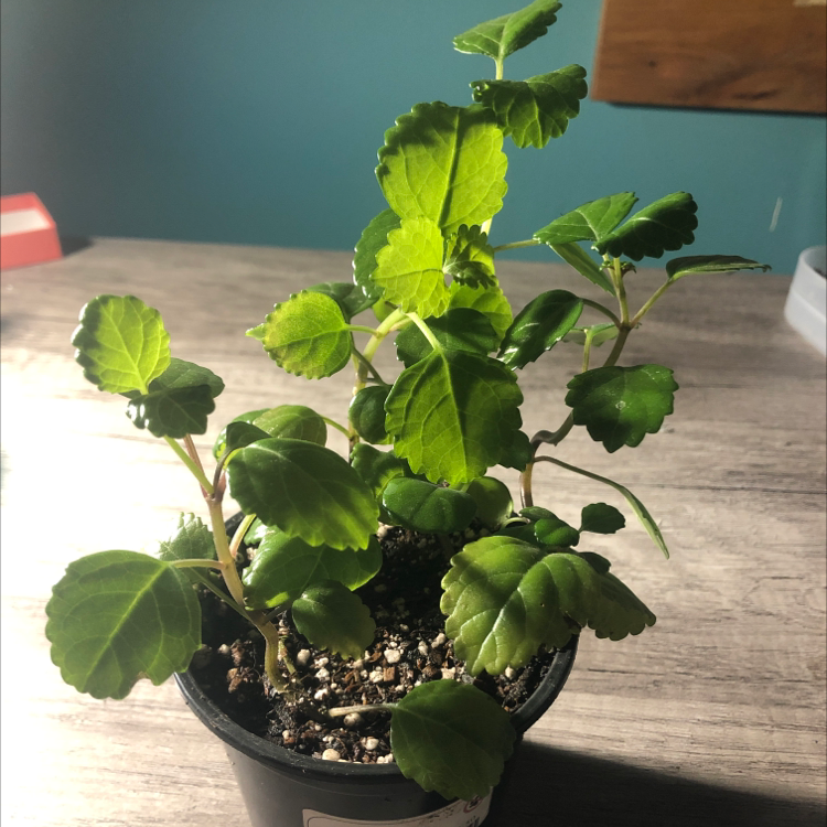 Should I Repot My Swedish Ivy And If So, How?
