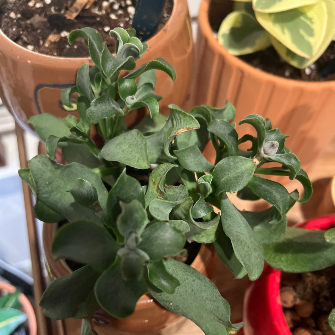 How to Fertilize Your Texas Barometer Bush