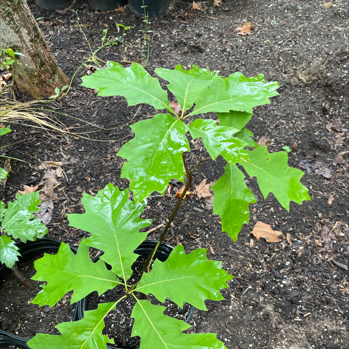 Propagating Northern Red Oak: Step-by-Step Guide
