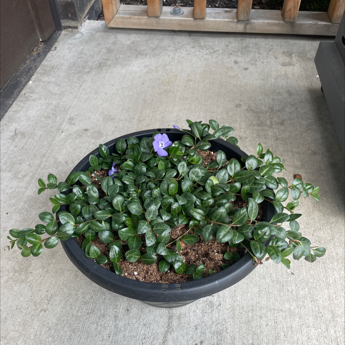 10 Advantages of Having a Lesser Periwinkle