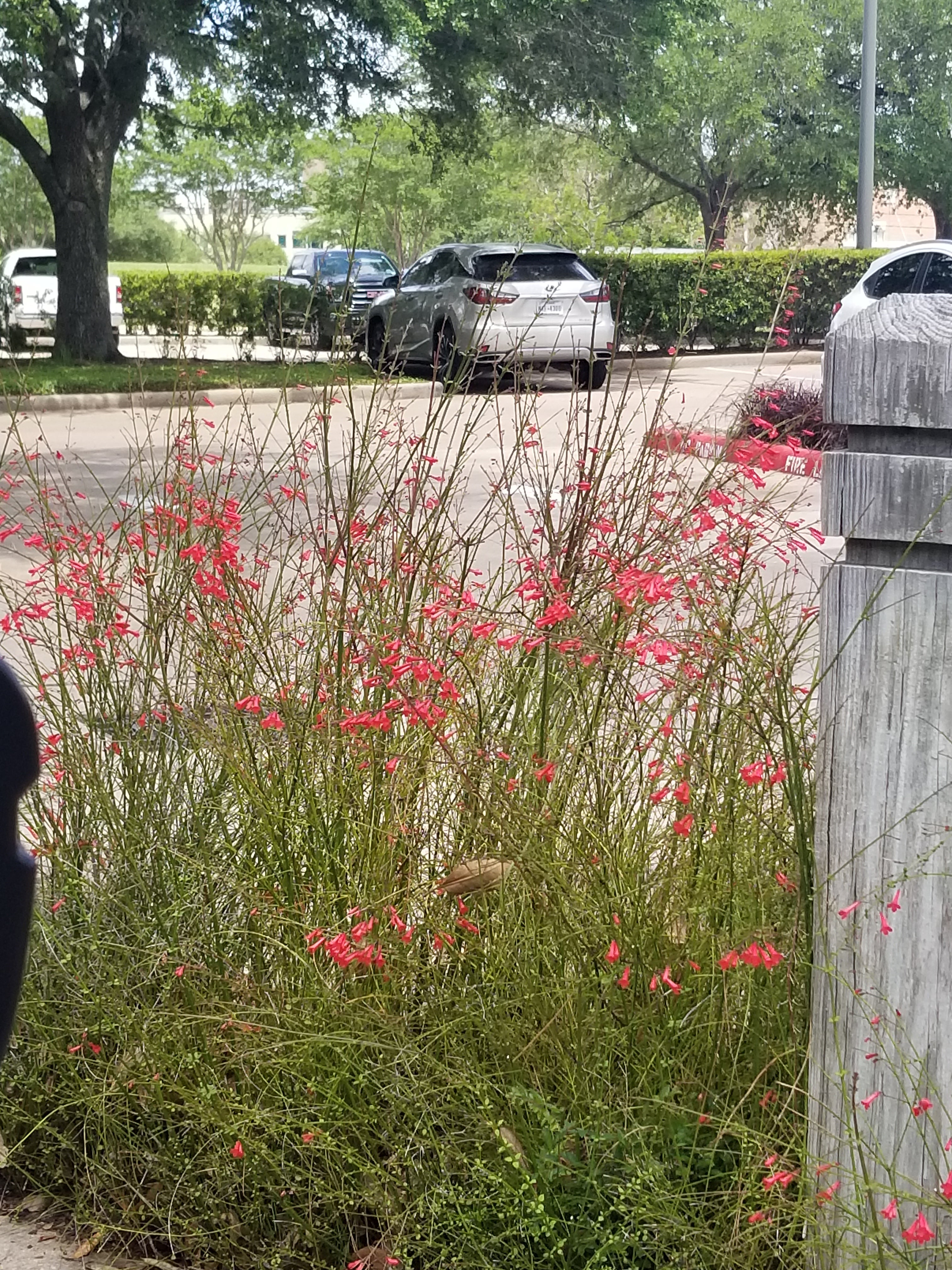 🎆 How to Get a Firecracker Plant to Bloom