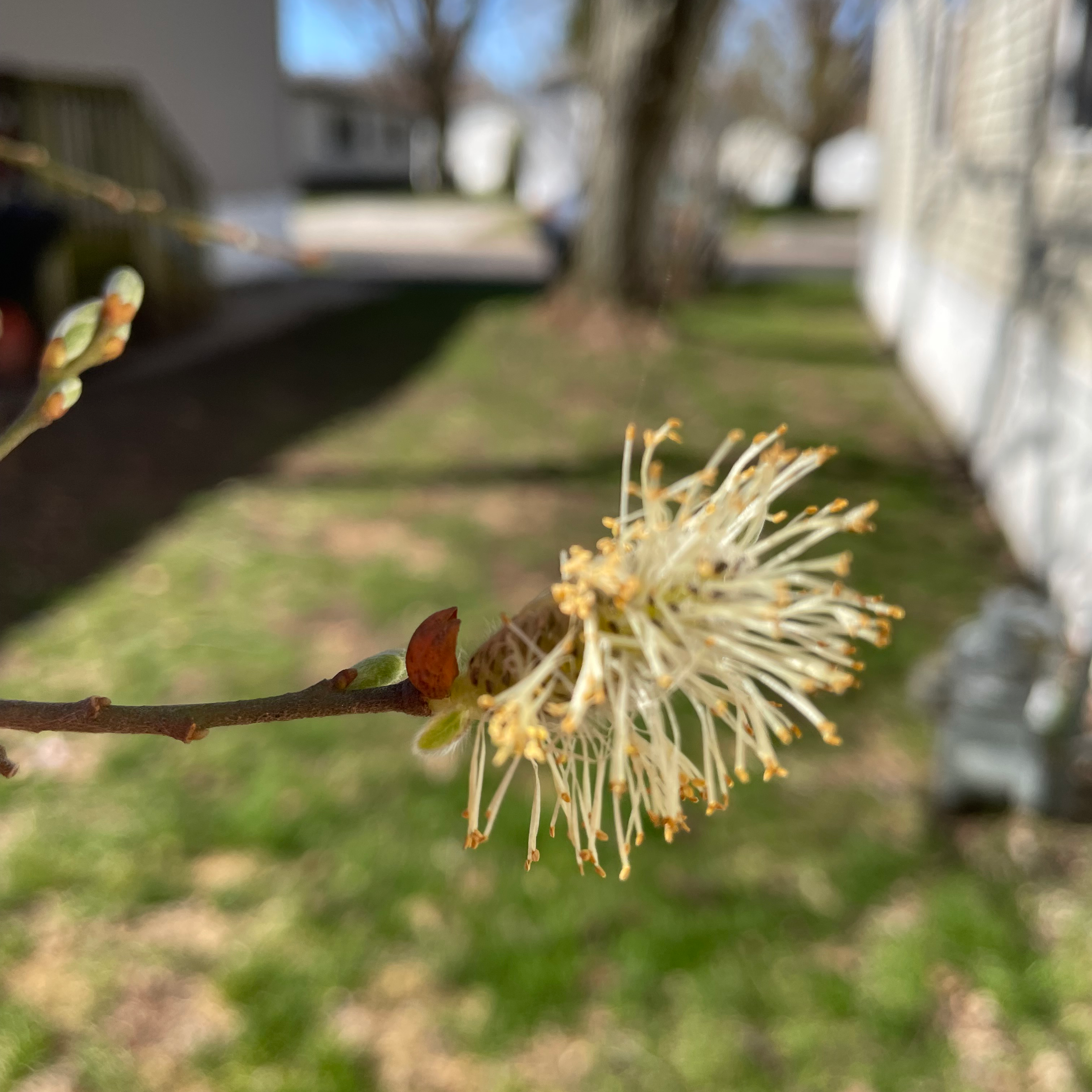 Common Goat Willow Problems