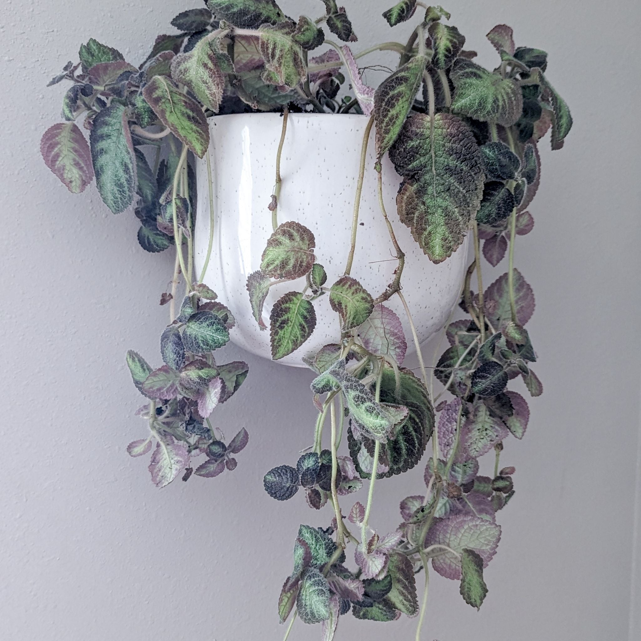 Propagating Episcia lilacina: The Ultimate Guide