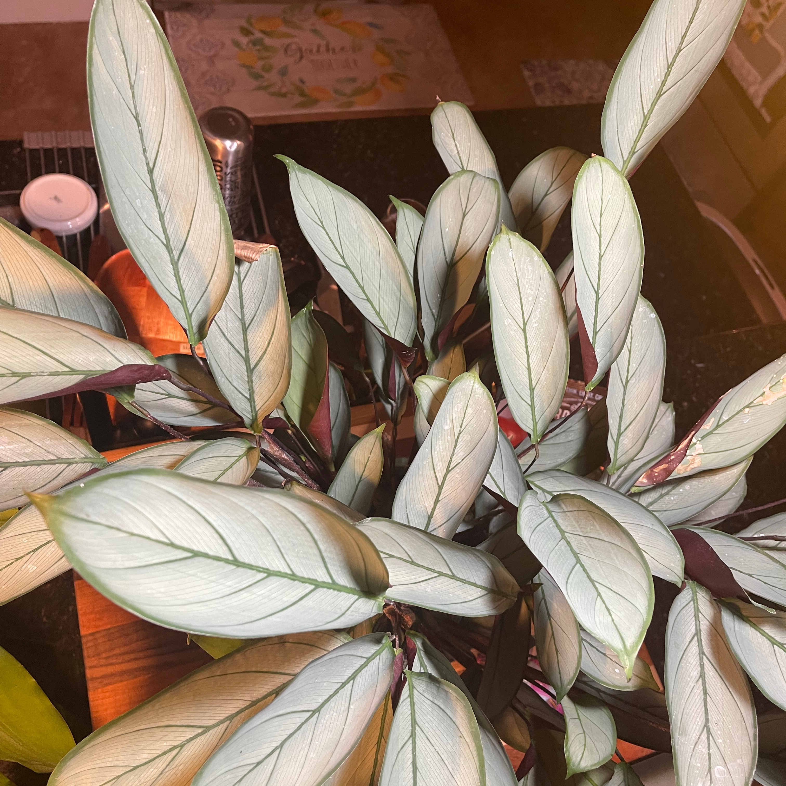 Never Never Plant 'grey Star' Leaves Falling Over