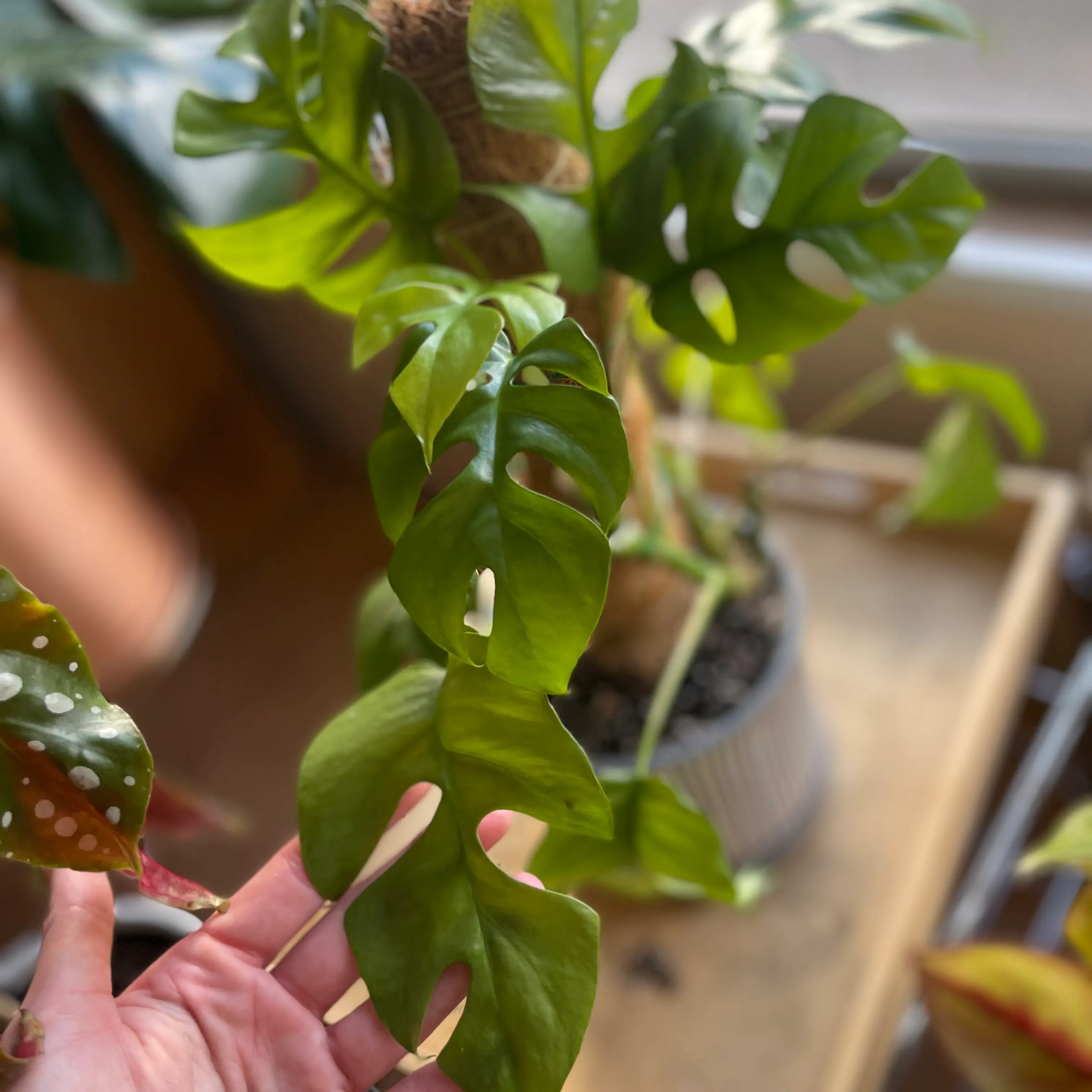 Fertilizing My Mini Monstera to Double Its Growth