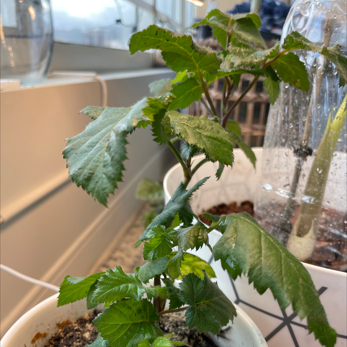 🤒 Why Are There Brown Spots on My Blackberry?