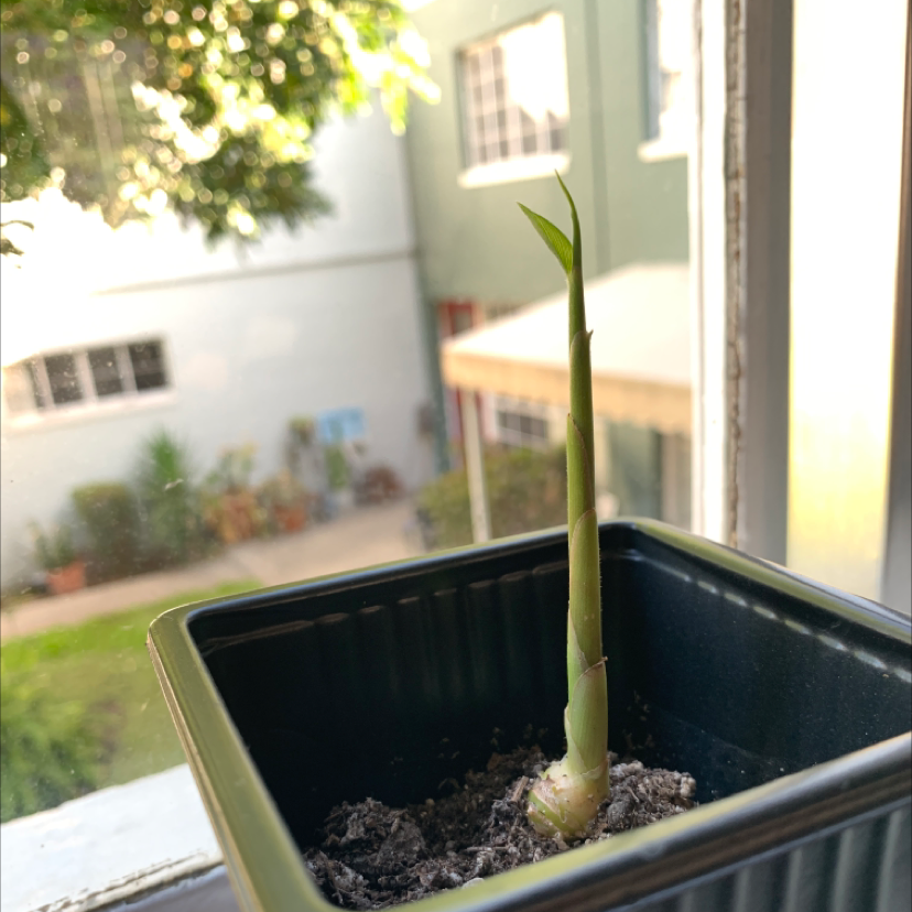 Should I Repot My Ginger Root? 🌱