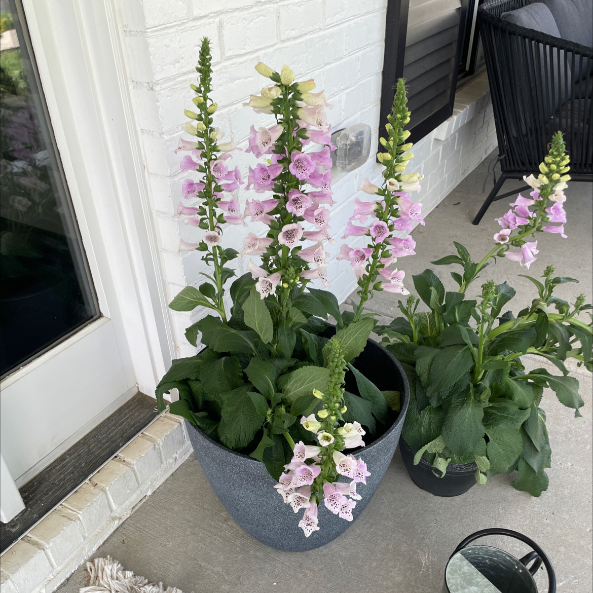 What Temperature Does My Common Foxglove Need?