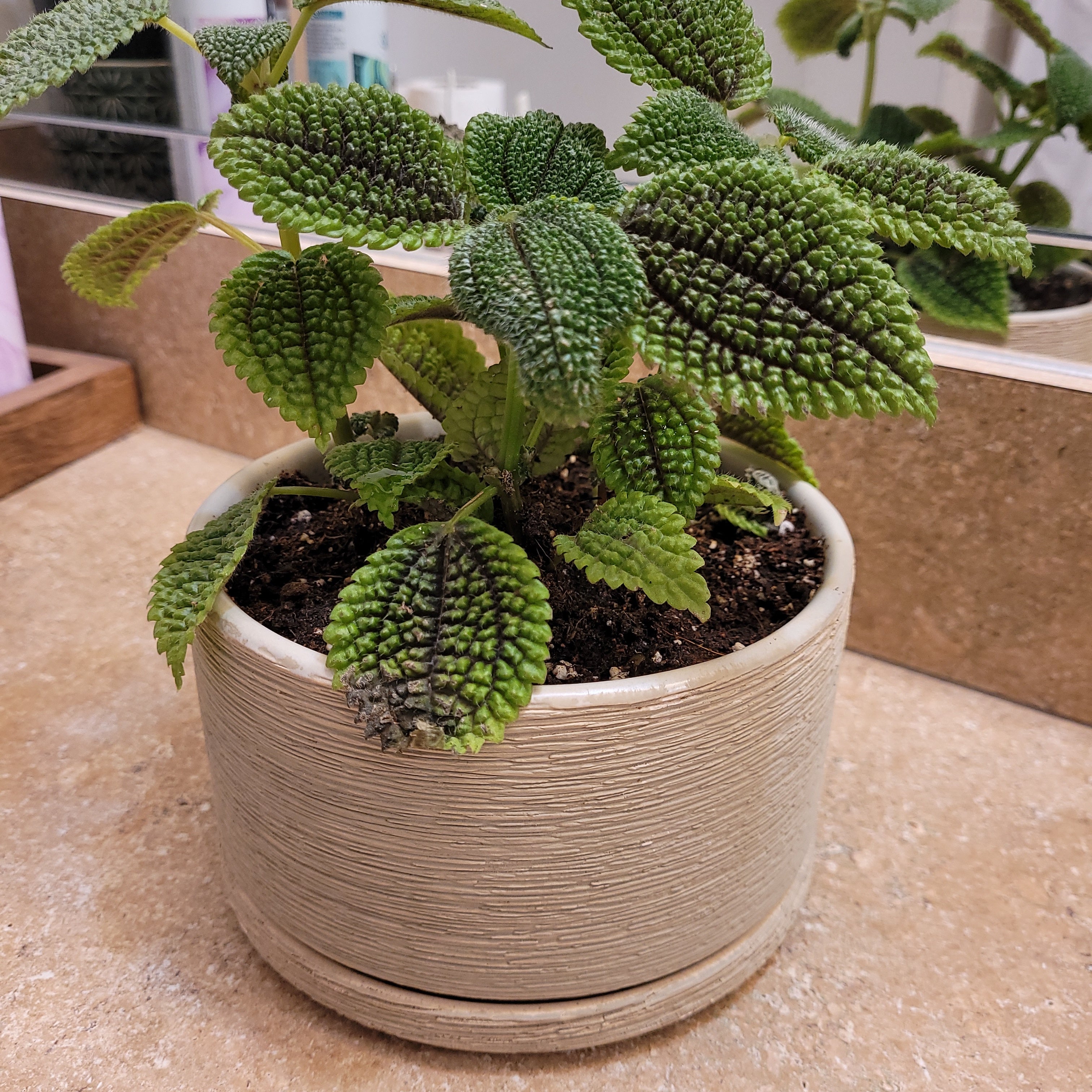 Propagating My Pilea 'Moon Valley': Step-by-Step Guide