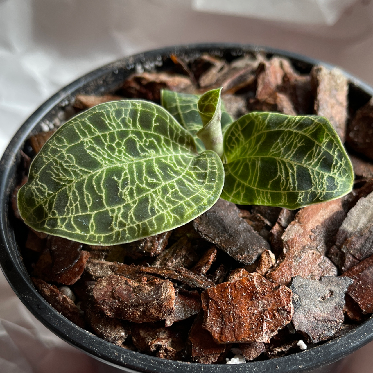 ⚡ Why Are My Lightning Jewel Orchid Leaves Dropping?